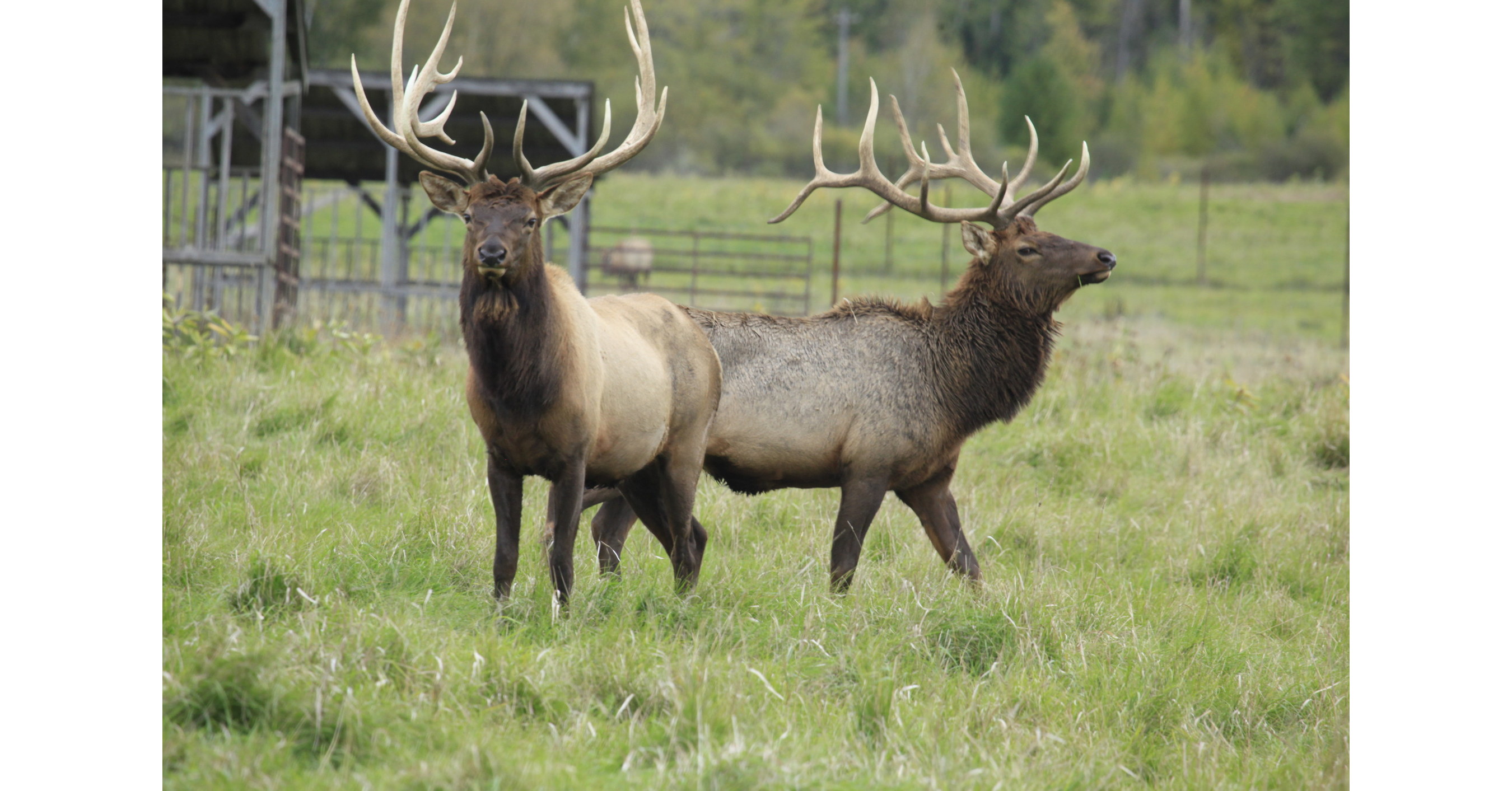 Elk-Viewing Carriage Ride, Gourmet Dinner and Wine Tasting Event at ...