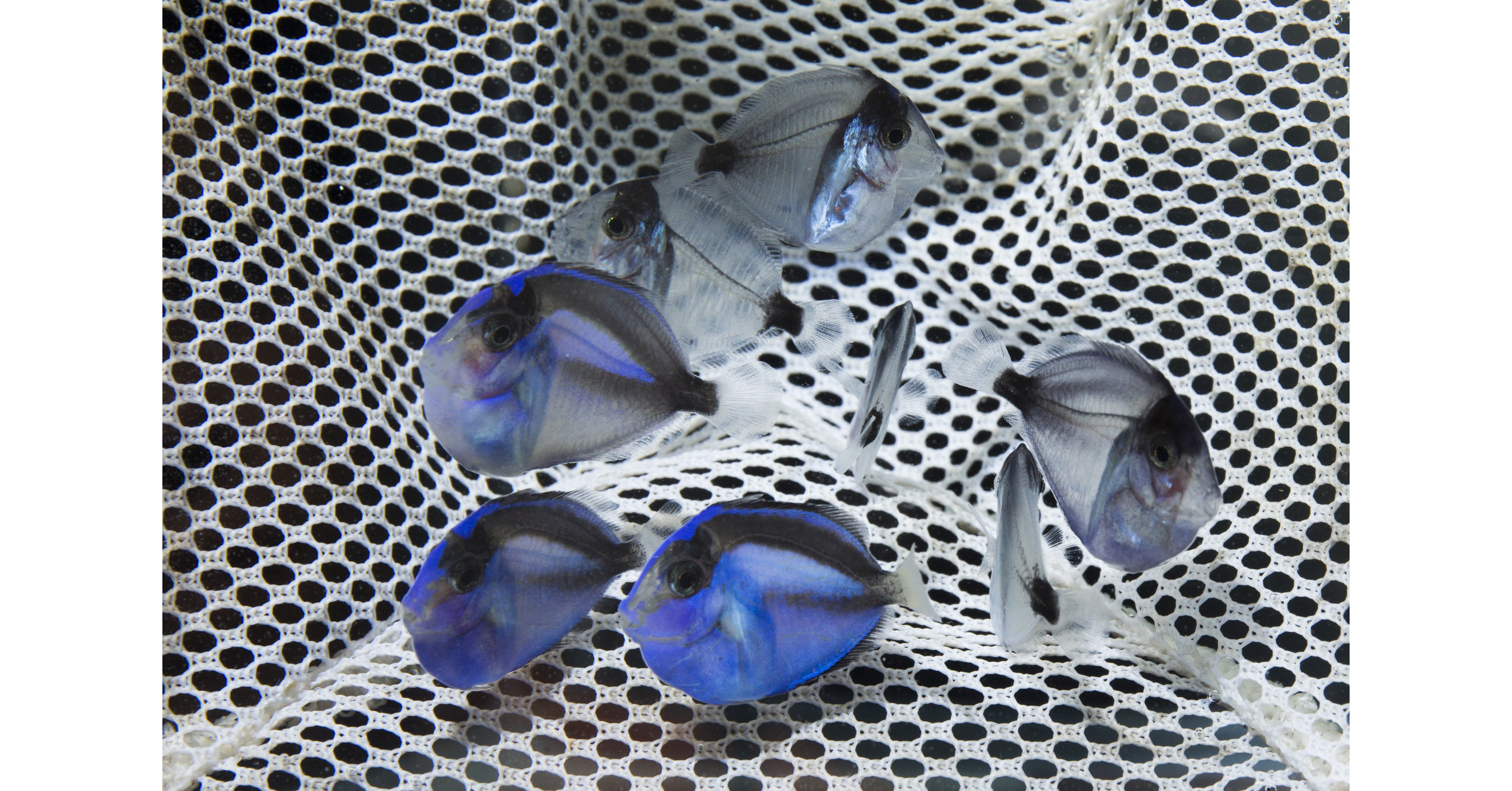 The SeaWorld & Busch Gardens Conservation Fund Reaches Record $17.5 ...