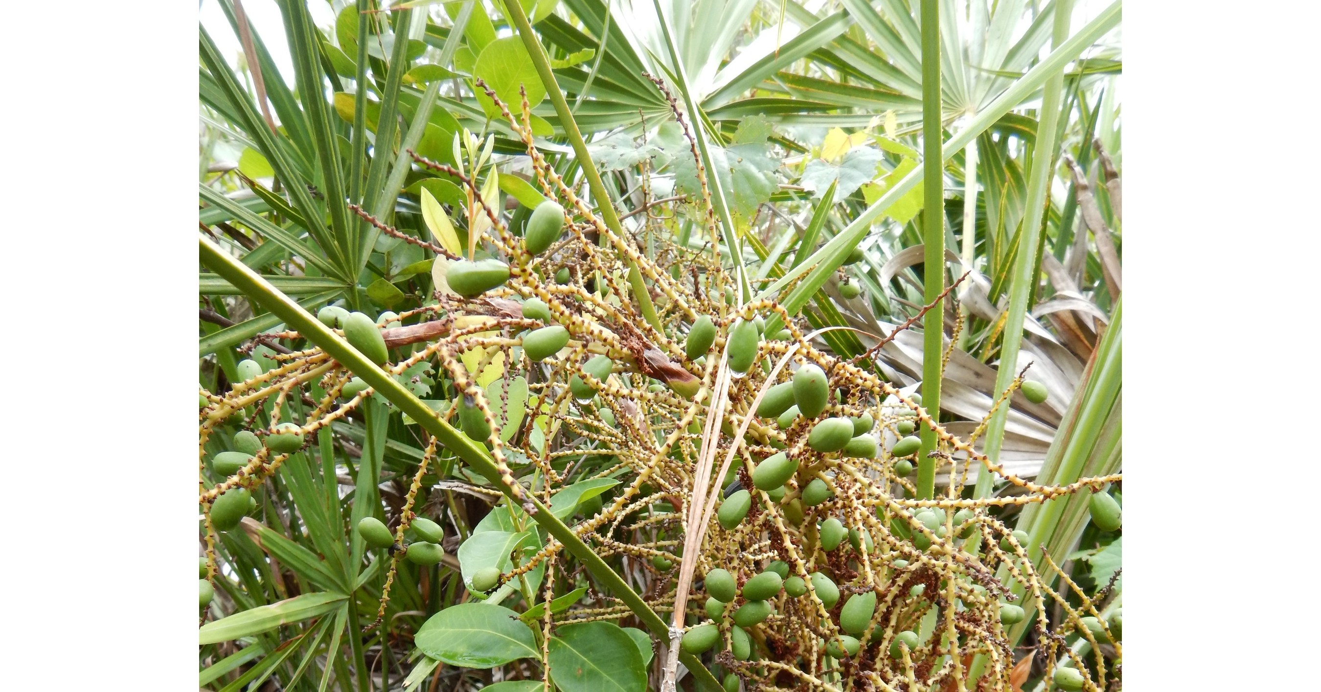 Valensa International to Host First-Time Panel Sharing Path to USPlus ...