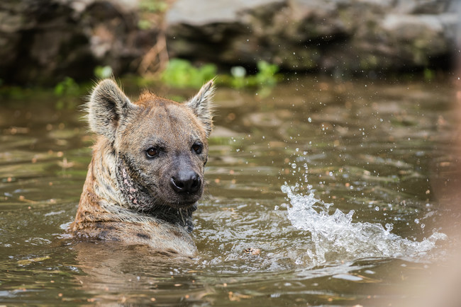 Rescued Hyena Has Joyful First Swim