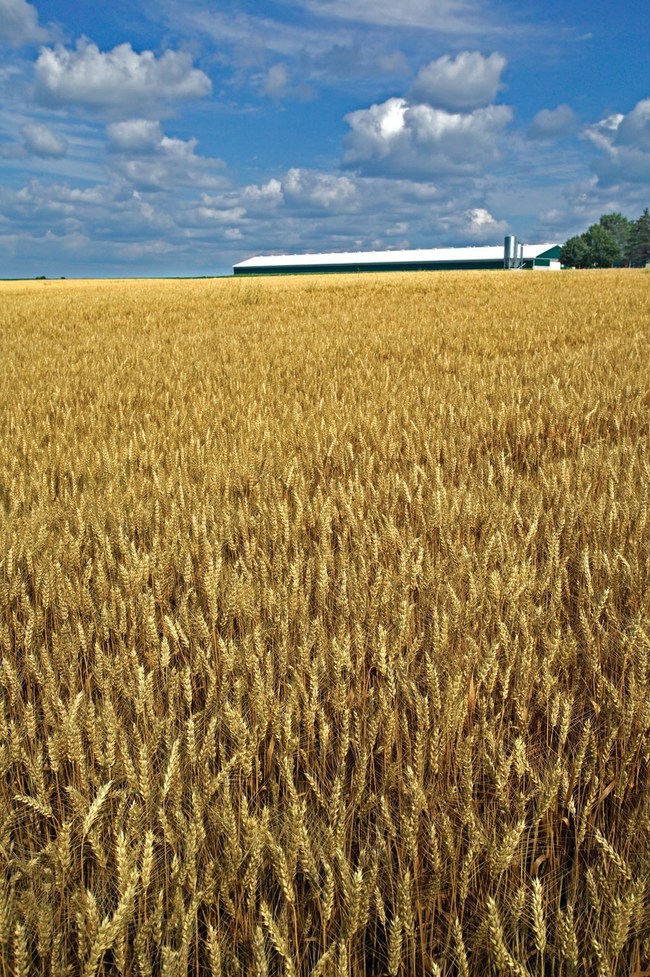 Candidates across the country support the Canadian chicken sector