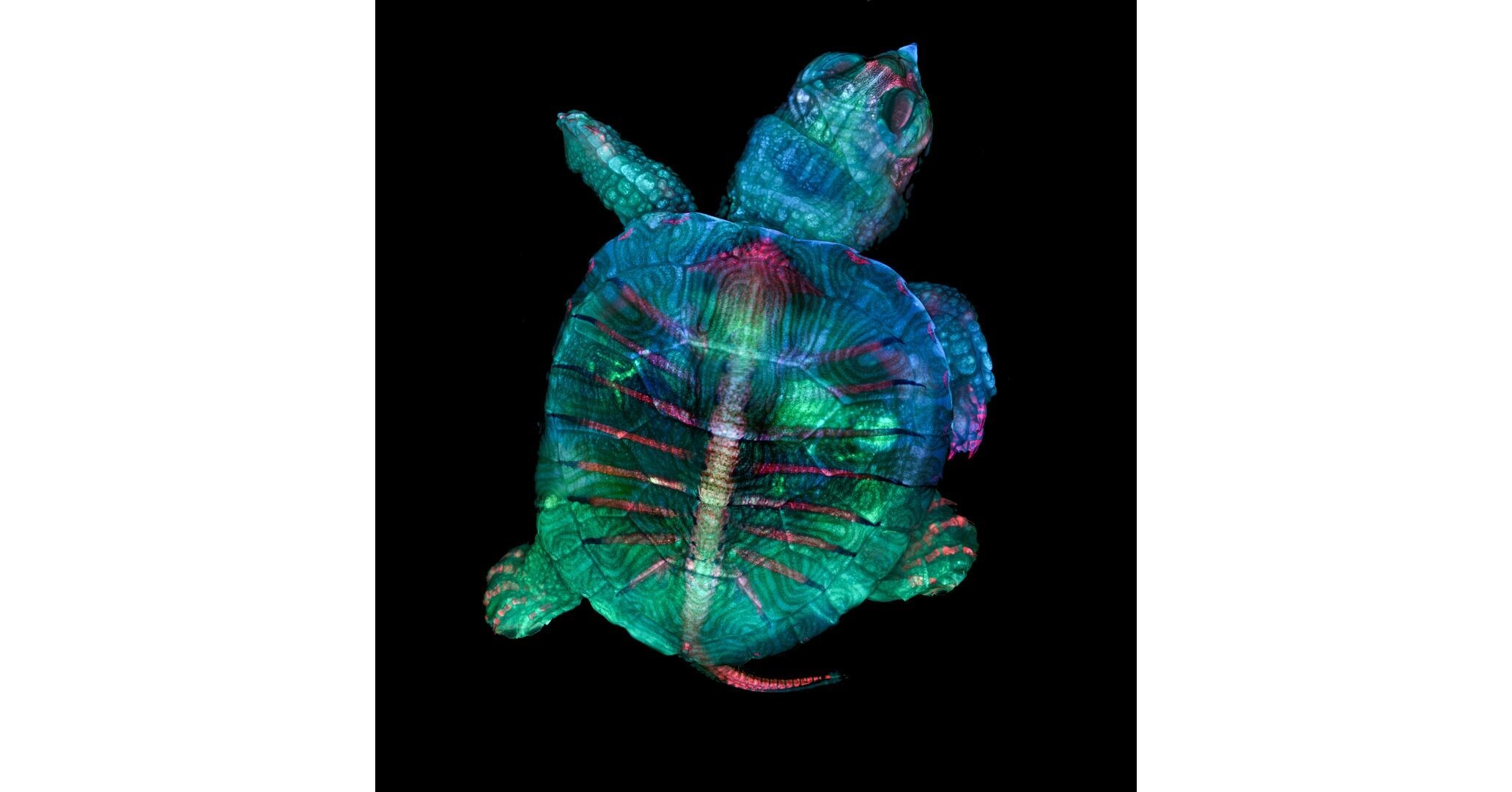 Fluorescent Turtle Embryo Wins Forty-Fifth Annual Nikon Small World ...