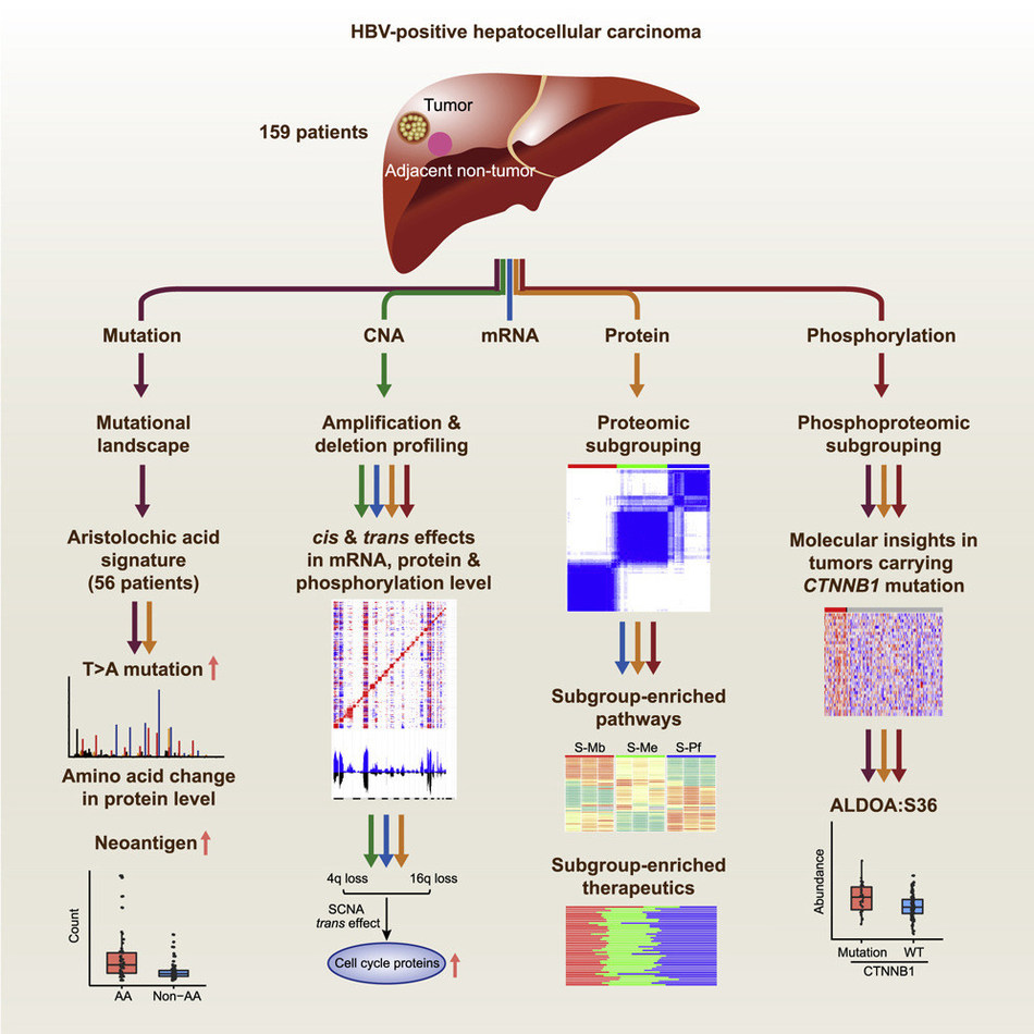 OrigiMed: The largest cohort study on HBV-Related hepatocellular ...