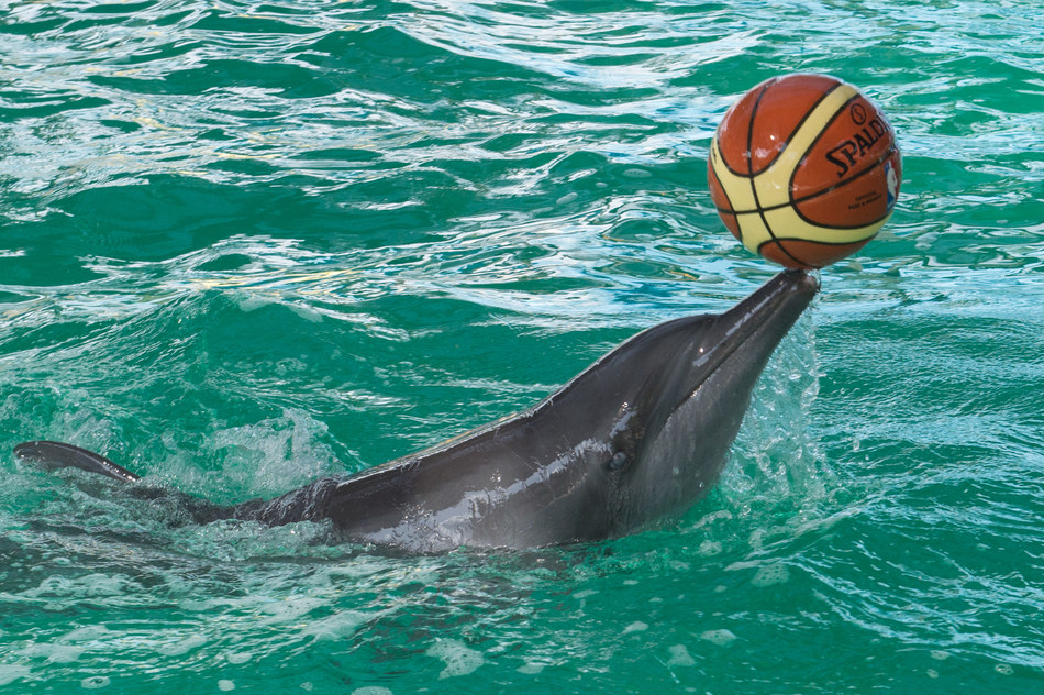 World Animal Protection releases Behind the Smile report