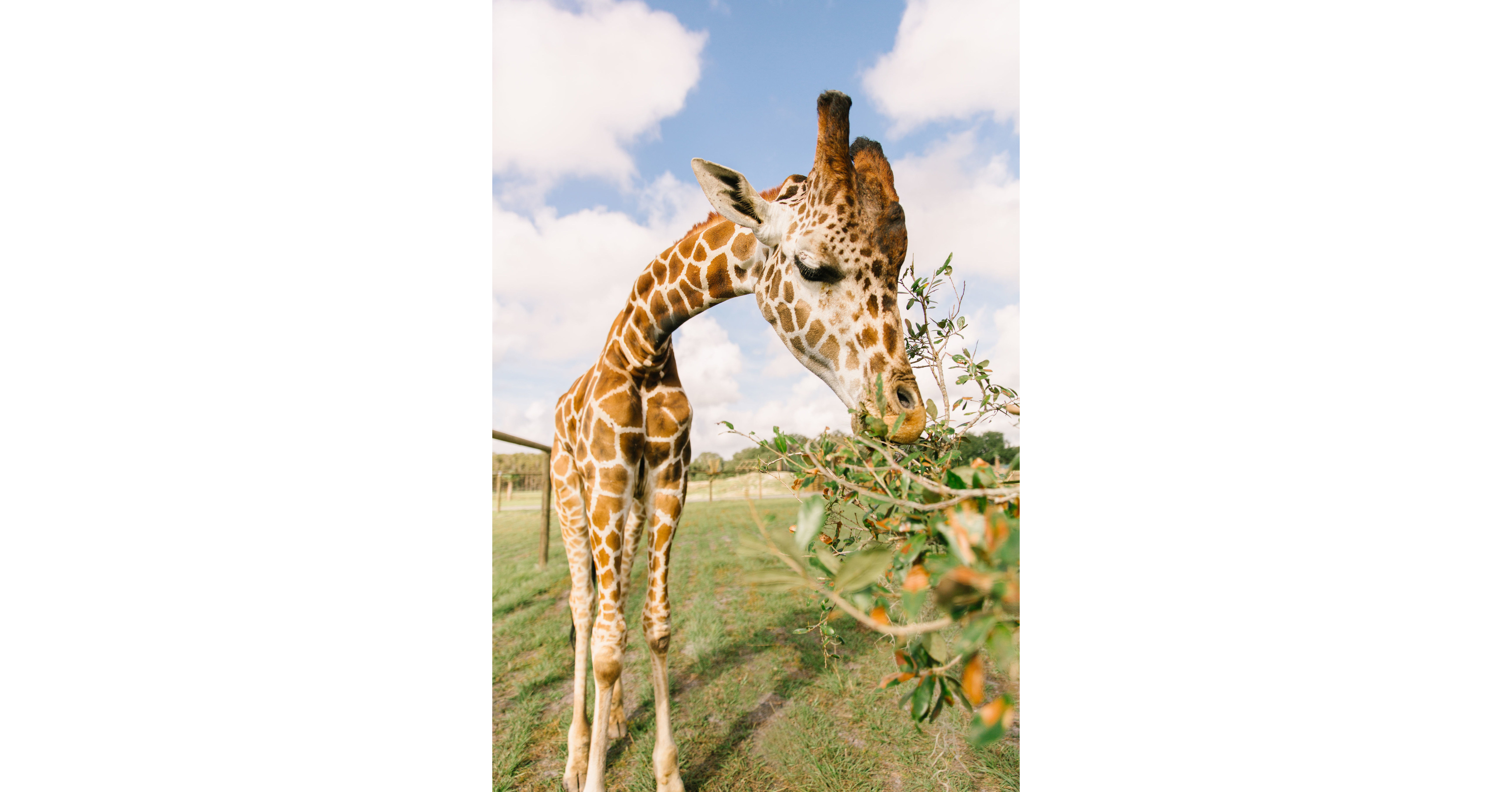 Wild Florida Brings First Giraffe in Osceola County History