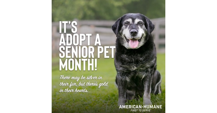 Love Has No Age Limit: During November's Adopt a Senior Pet Month ...