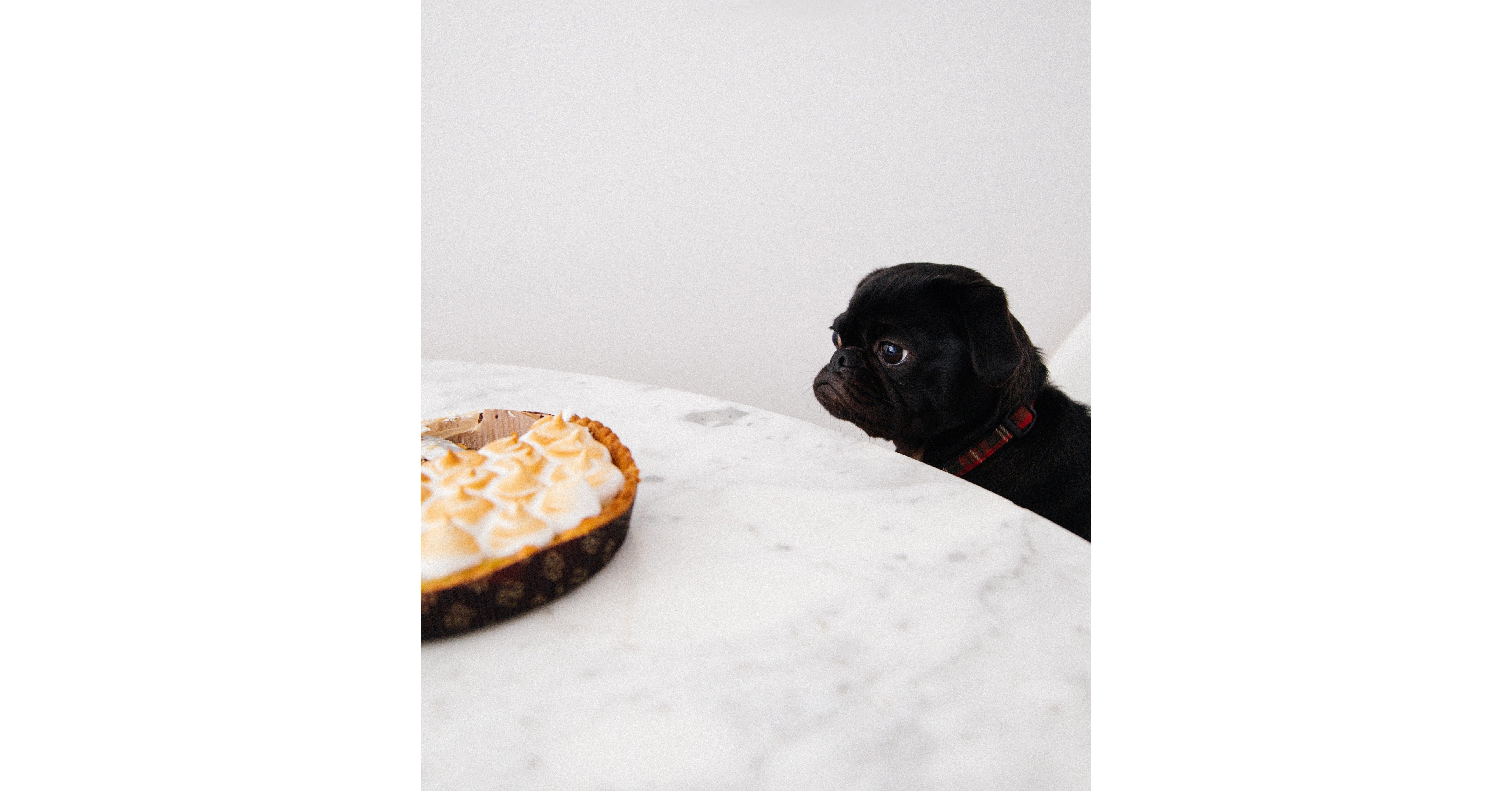 Thanksgiving Tips to Keep Your Pets Safe