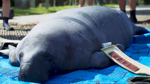 SeaWorld Announces its 36,000th Animal Rescue; a Testament to an ...