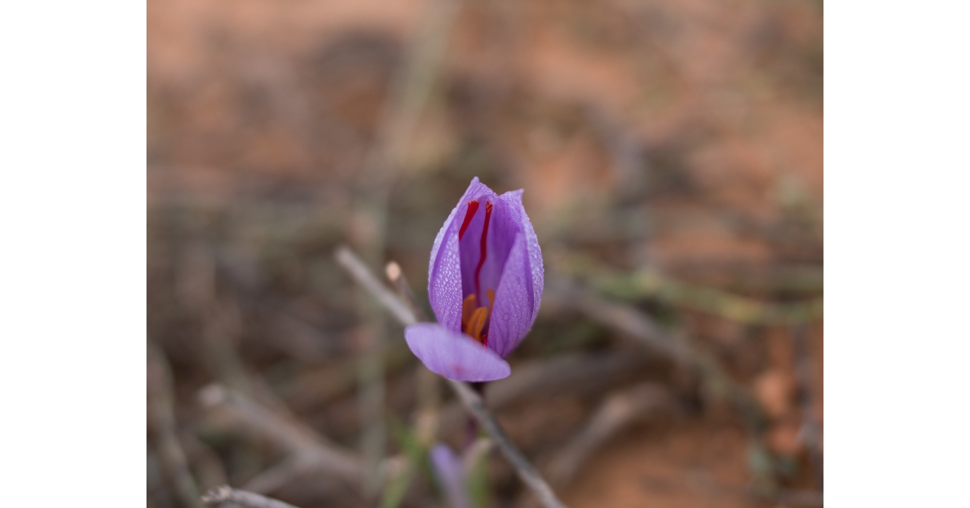Pharmactive Affron® Saffron Helps Beat the Blues