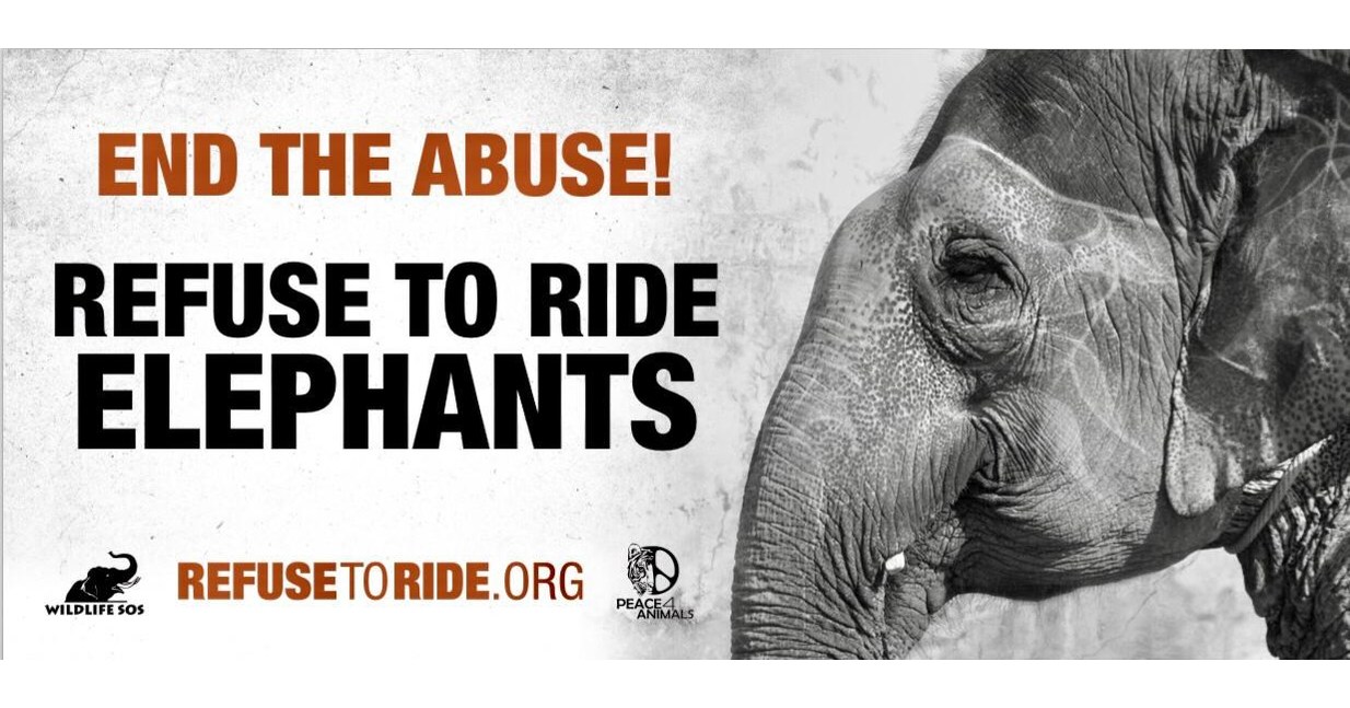 Peace 4 Animals & Wildlife SOS Launch "Refuse to Ride Elephants ...