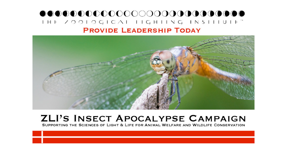 Light Pollution is Driving the Insect Apocalypse: A New Study and Concern