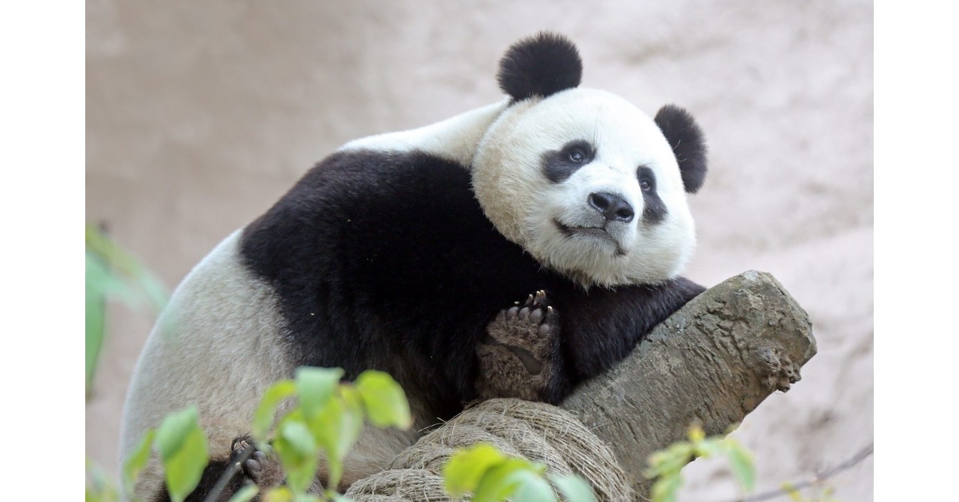 Hikvision fournit des caméras haute résolution au zoo de Moscou pour l ...