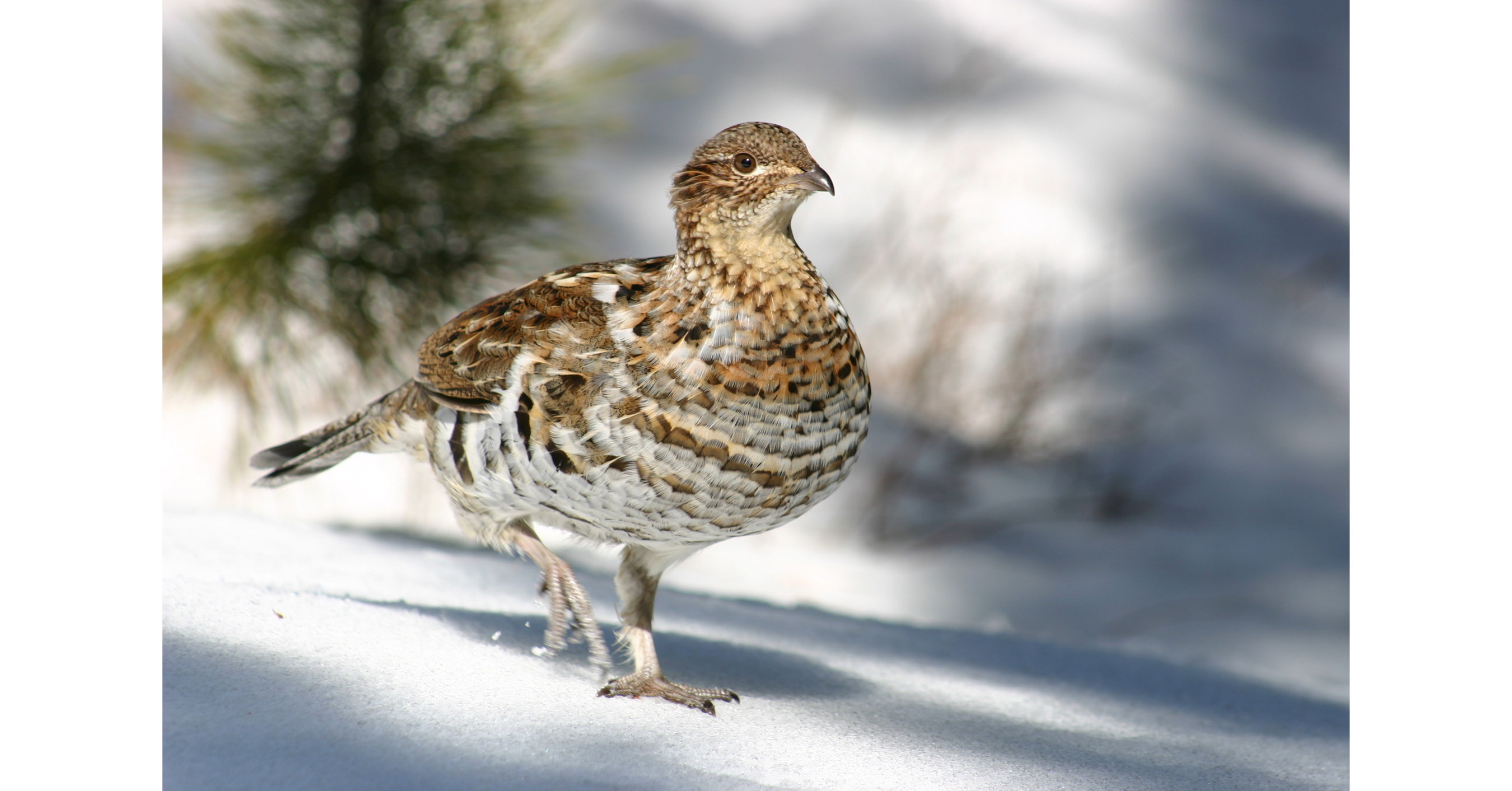 Count Birds, Not Gifts, This Holiday Season!