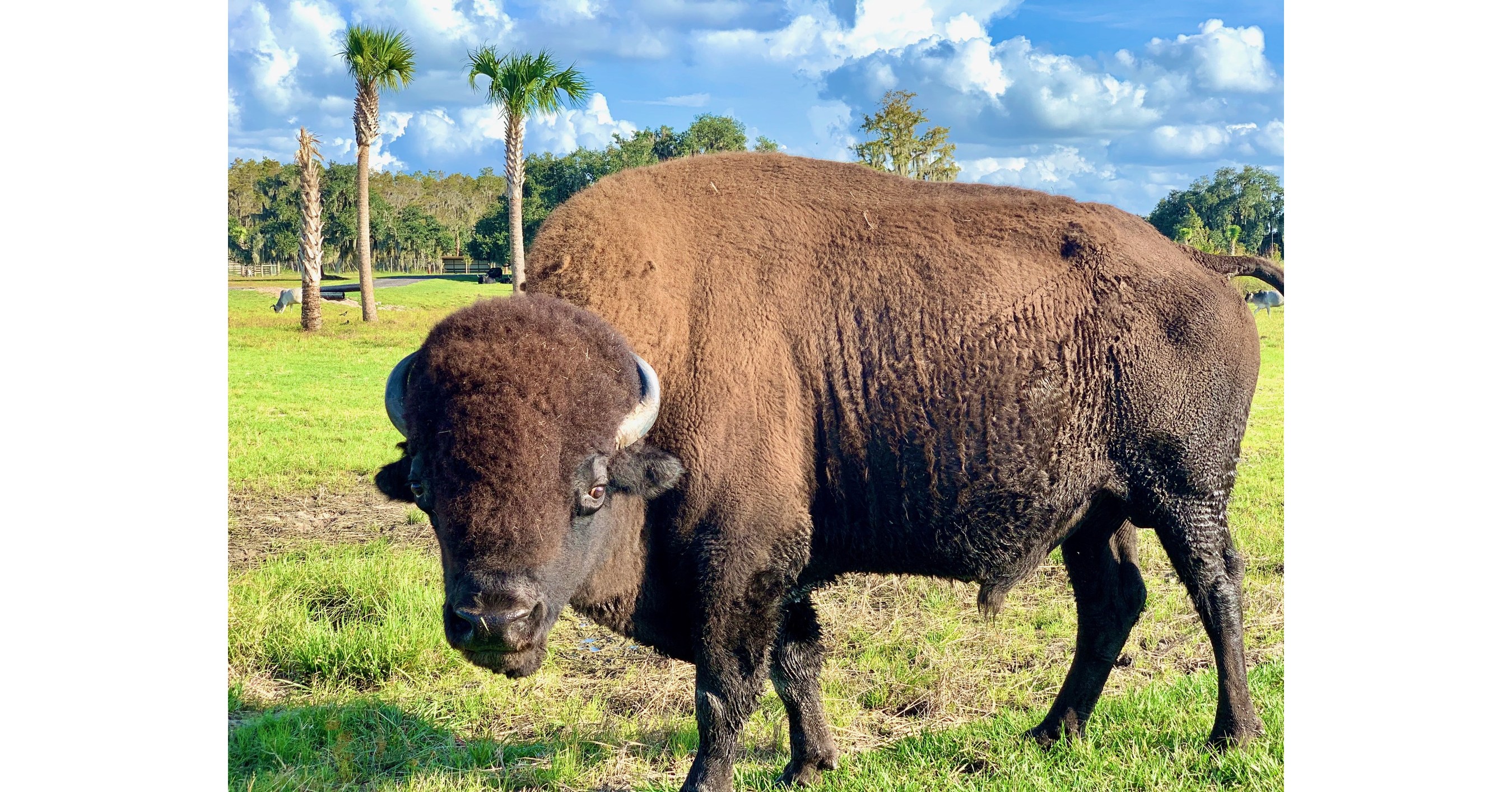 Wild Florida Announces Grand Opening of Drive-thru Safari Park