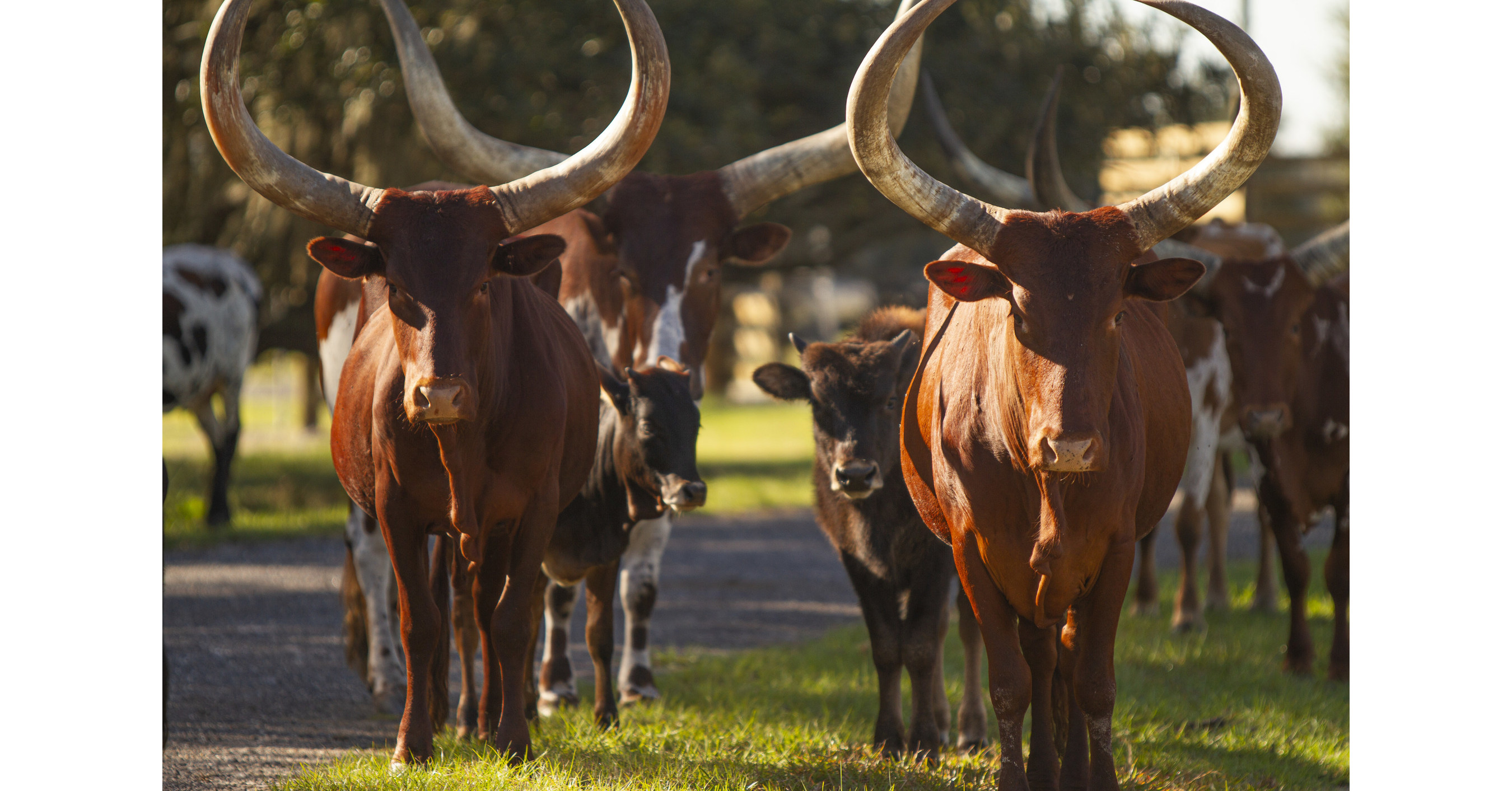Wild Florida Announces Grand Opening of Drive-thru Safari Park