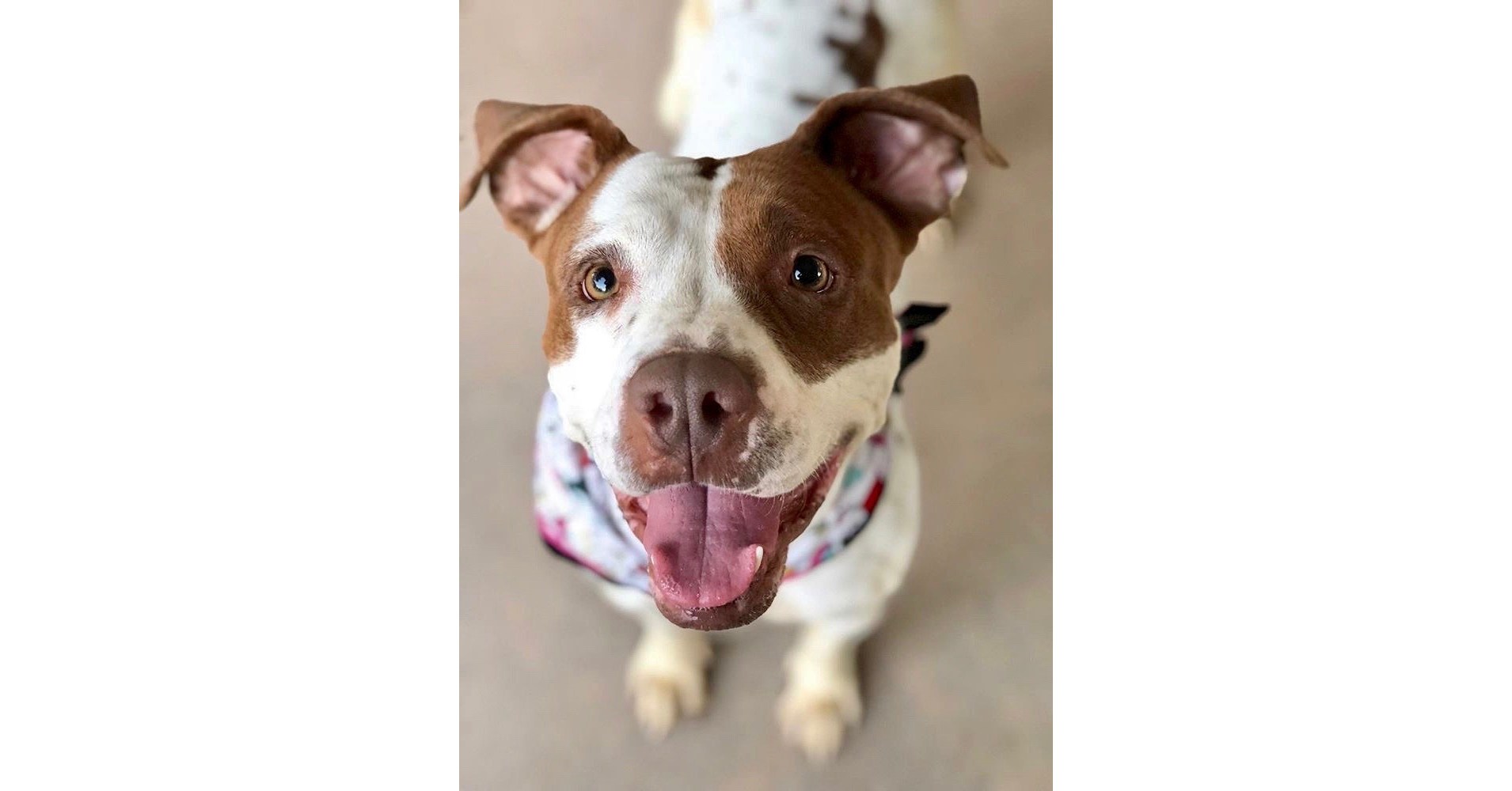 Peace 4 Animals Announces Its Partnership with Animal Rescue Mission ...