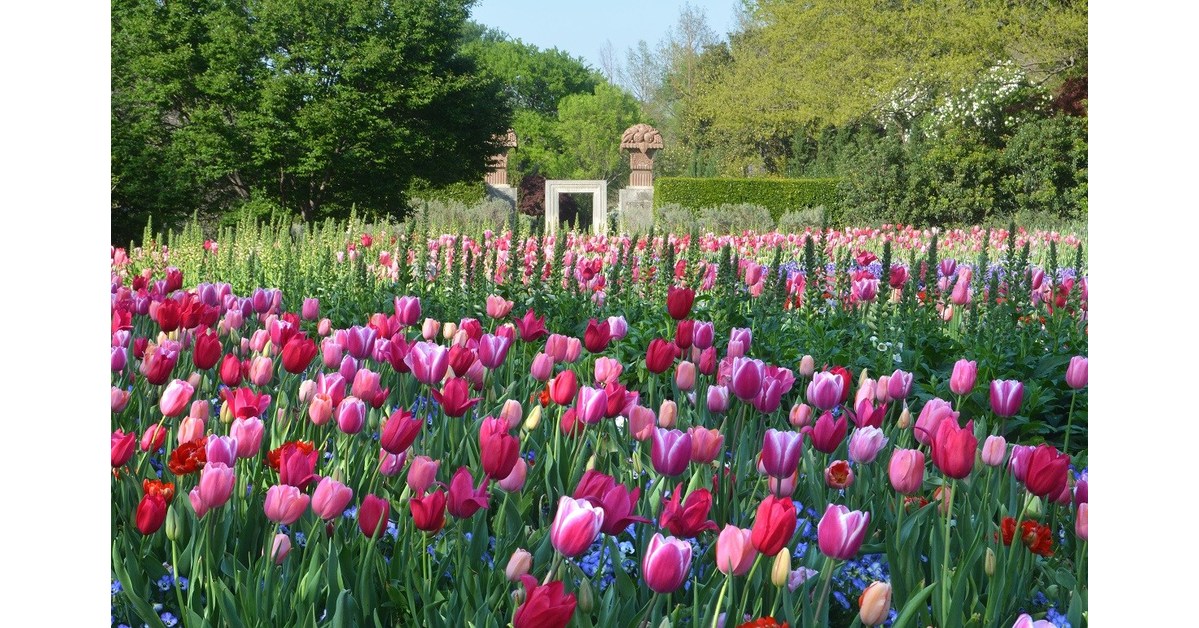 Dallas Arboretum Presents Dallas Blooms: Sounds of Spring