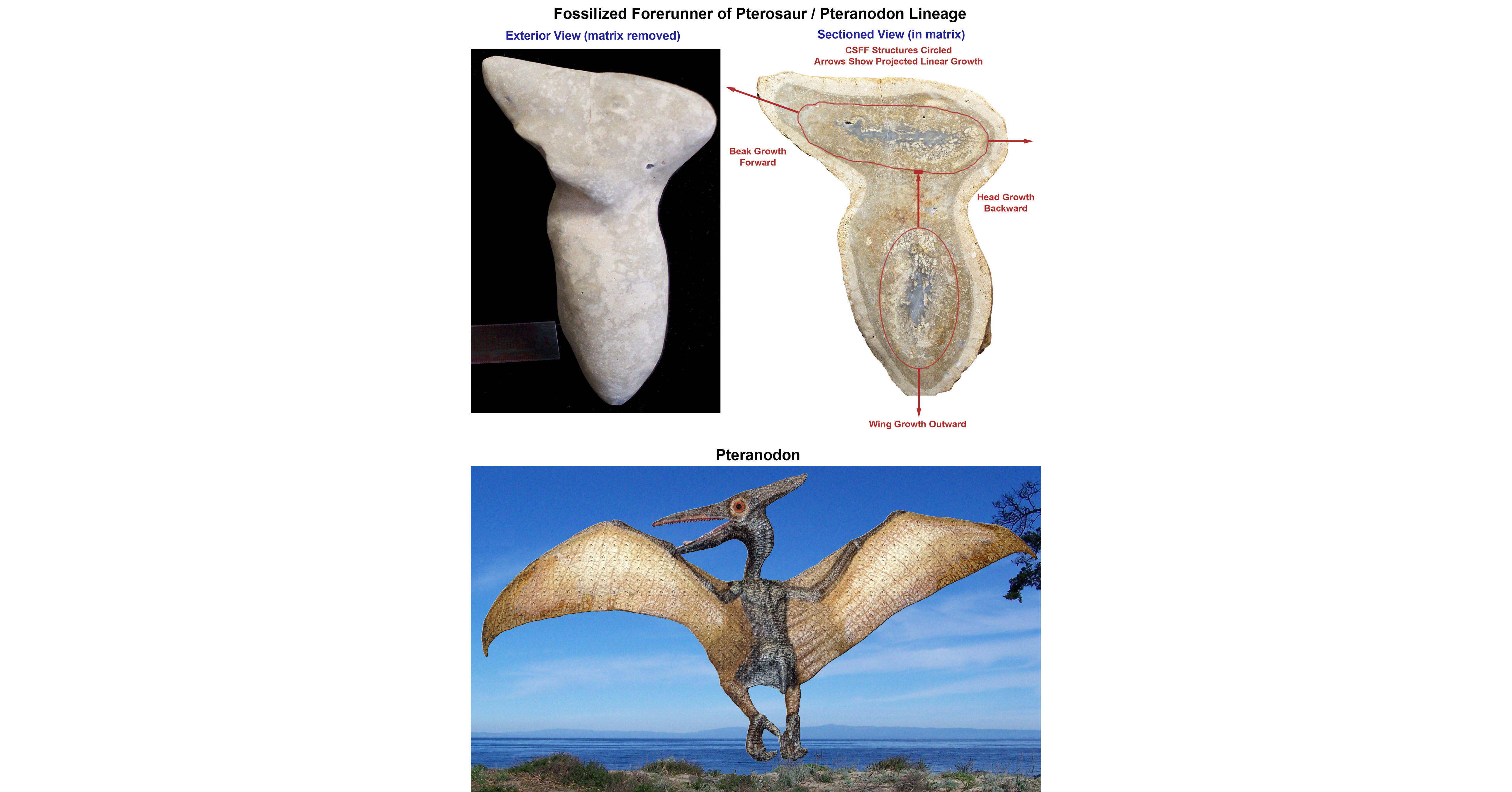 Dinosaur Forerunner Fossils Discovered
