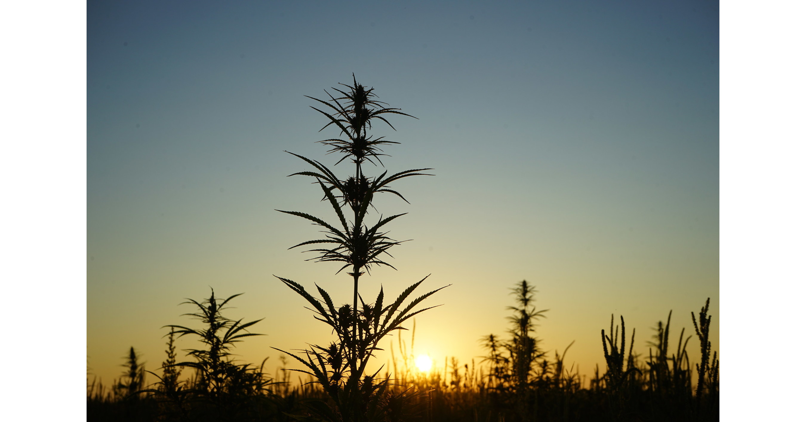 Oklahoma Hemp Company Creates Opportunities for Tribes