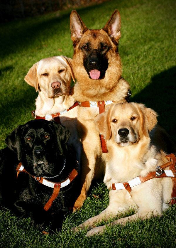 Seeing Eye® Dog Designated State Dog of New Jersey