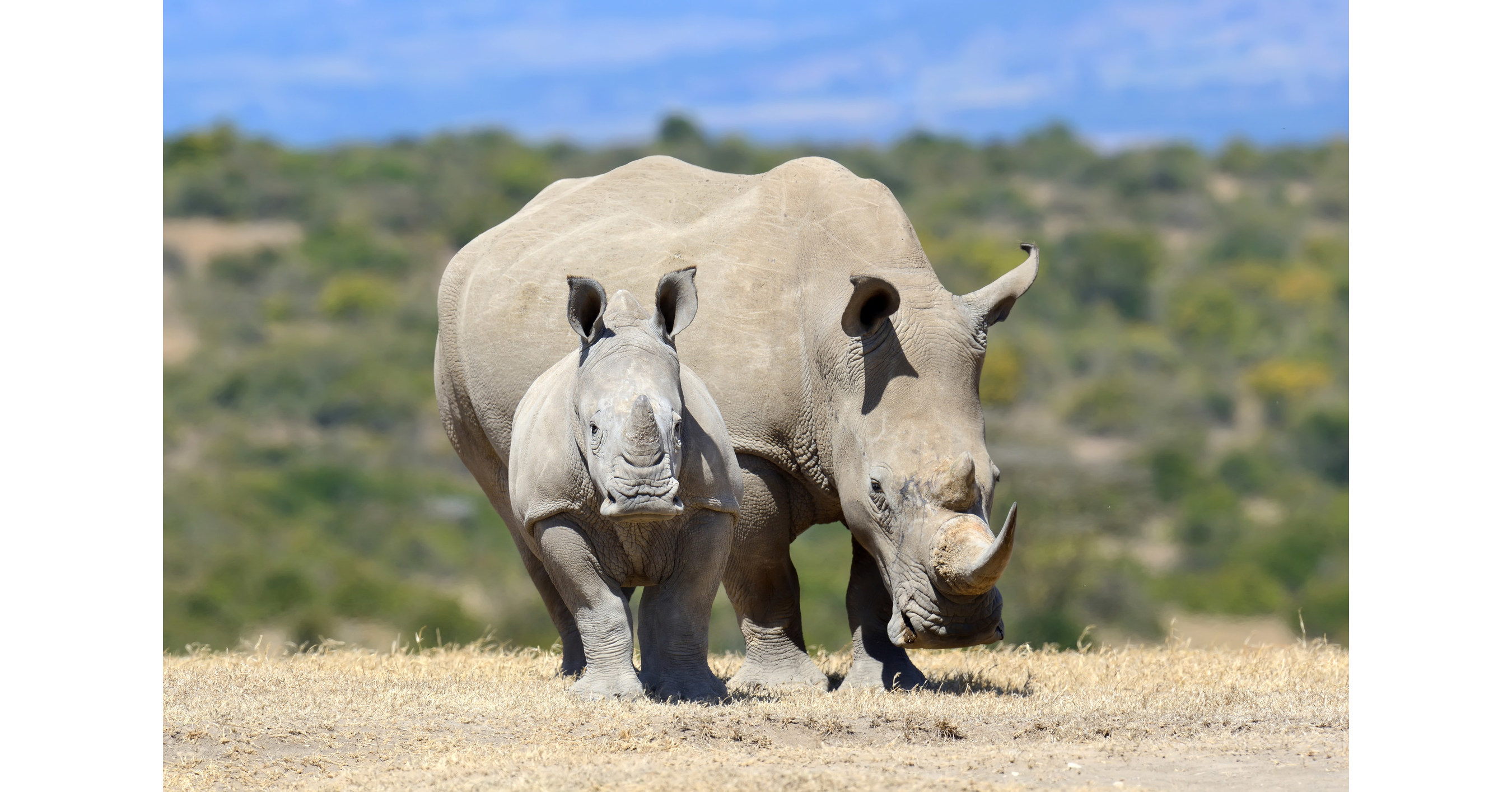 New Species360 solution helps zoo, aquarium, and wildlife veterinarians ...