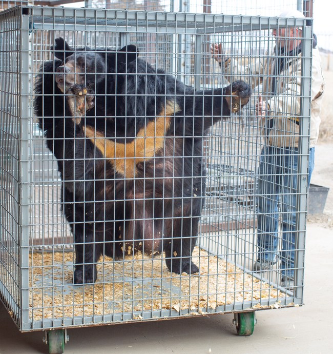 Morbidly Obese Asiatic Black Bear Finds New Life at Colorado's Wild ...