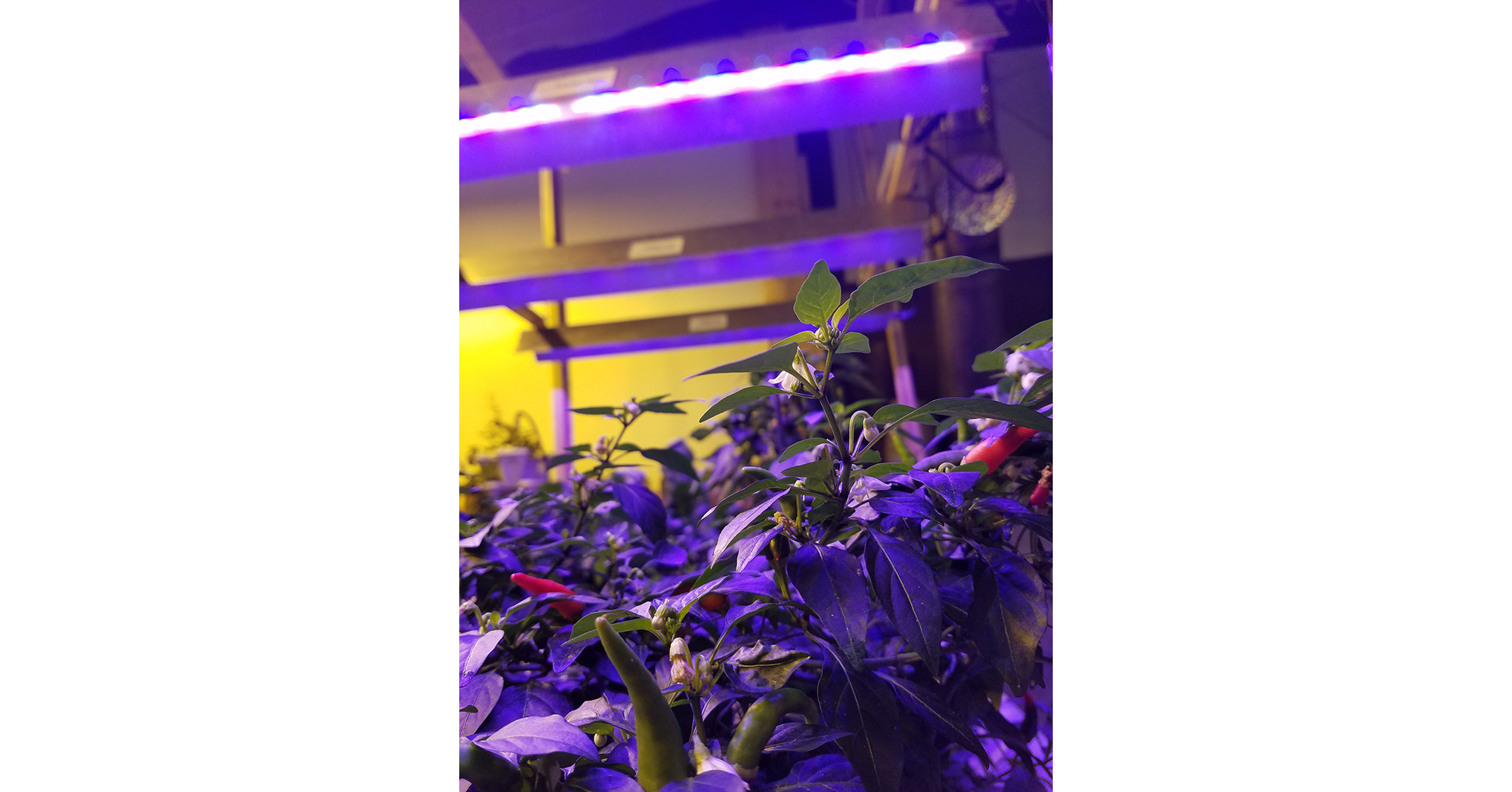 Violet Gro: Ready to Get Growing in Grand Junction