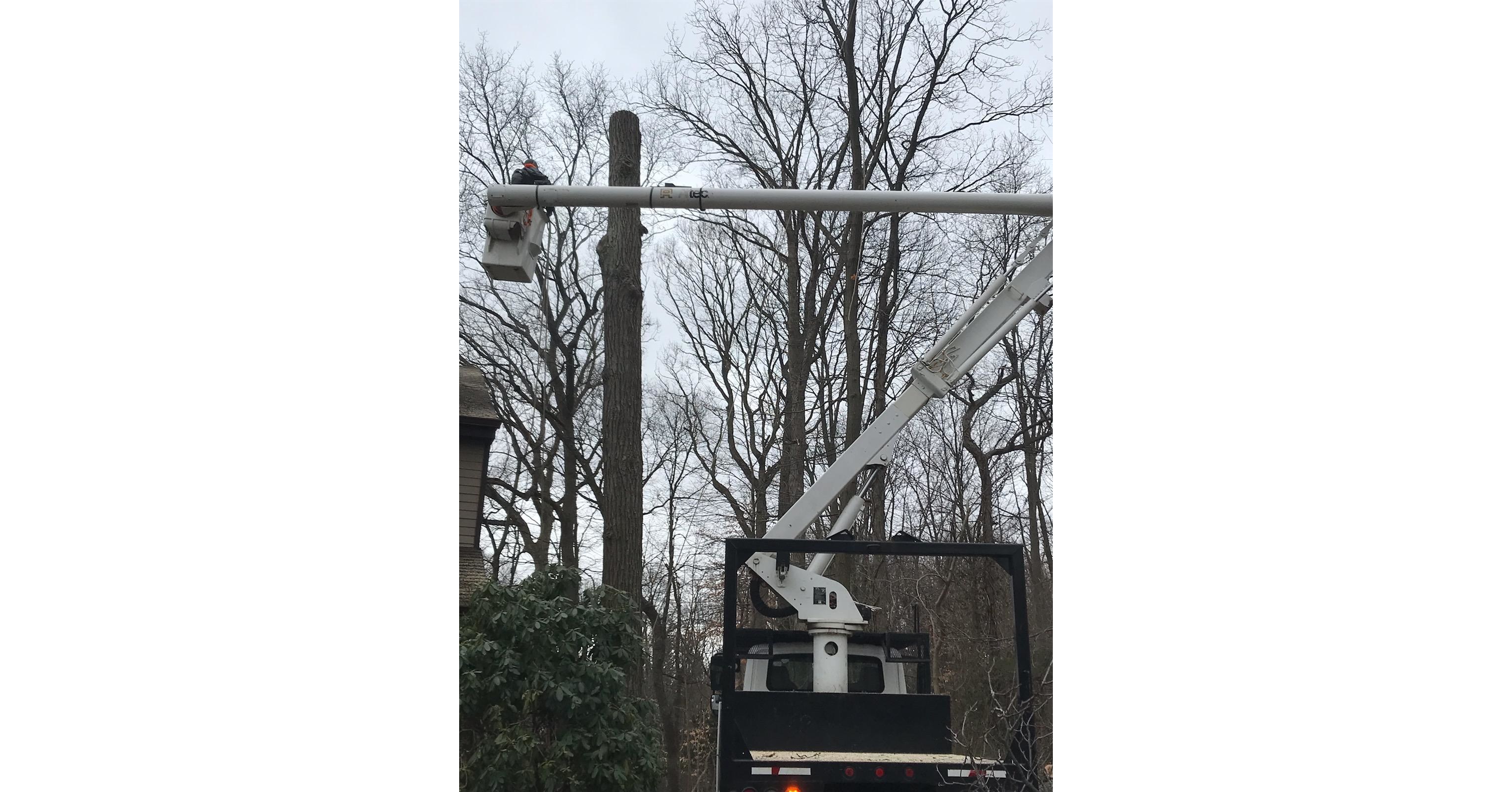 AAA Tree Service Addresses Weather-Related Tree Hazards Plaguing the ...