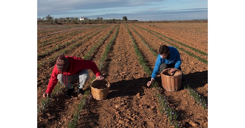 Pharmactive's Saffron Earns Organic Seal