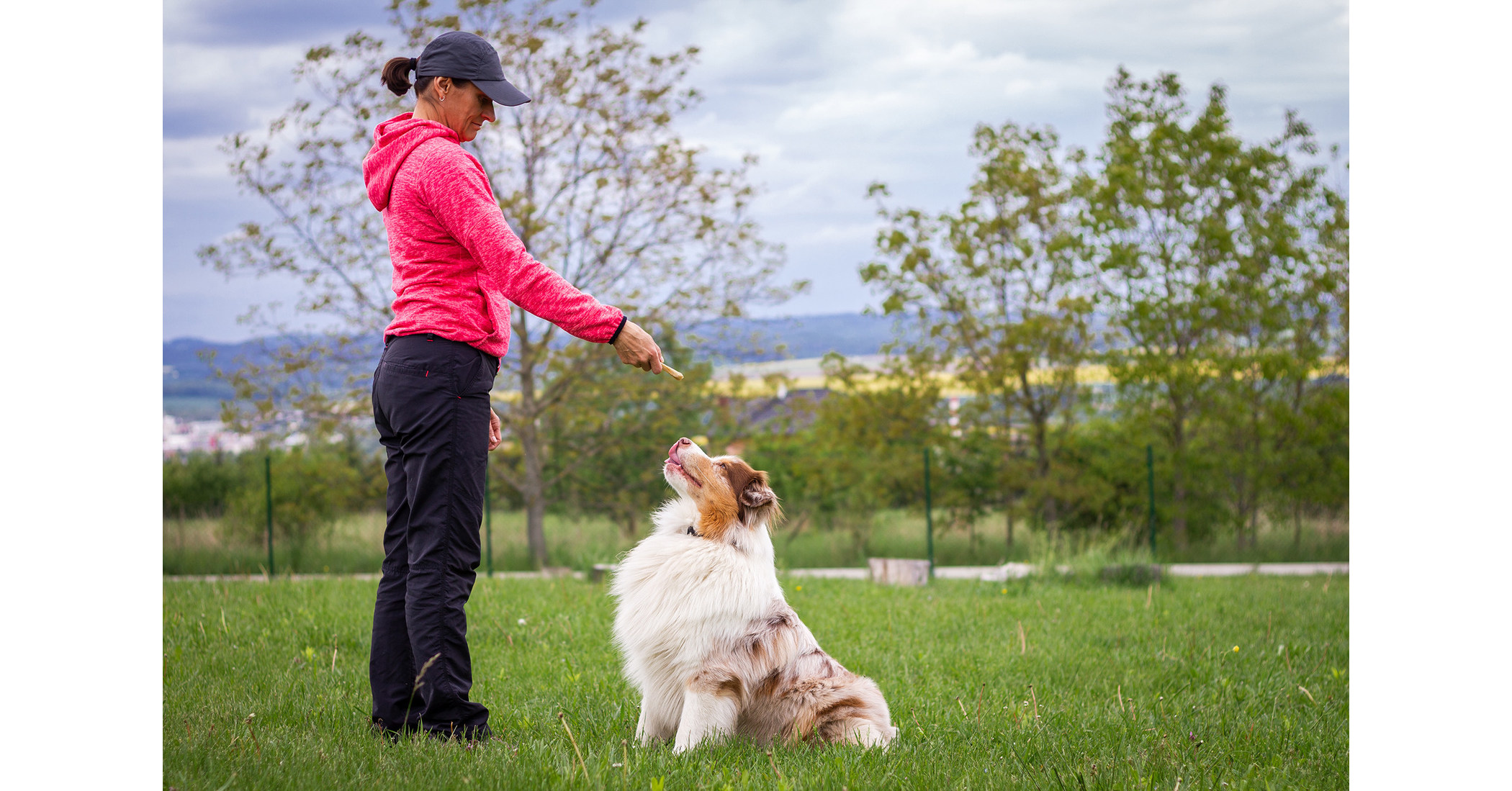 4 Tips to Train Your Pet