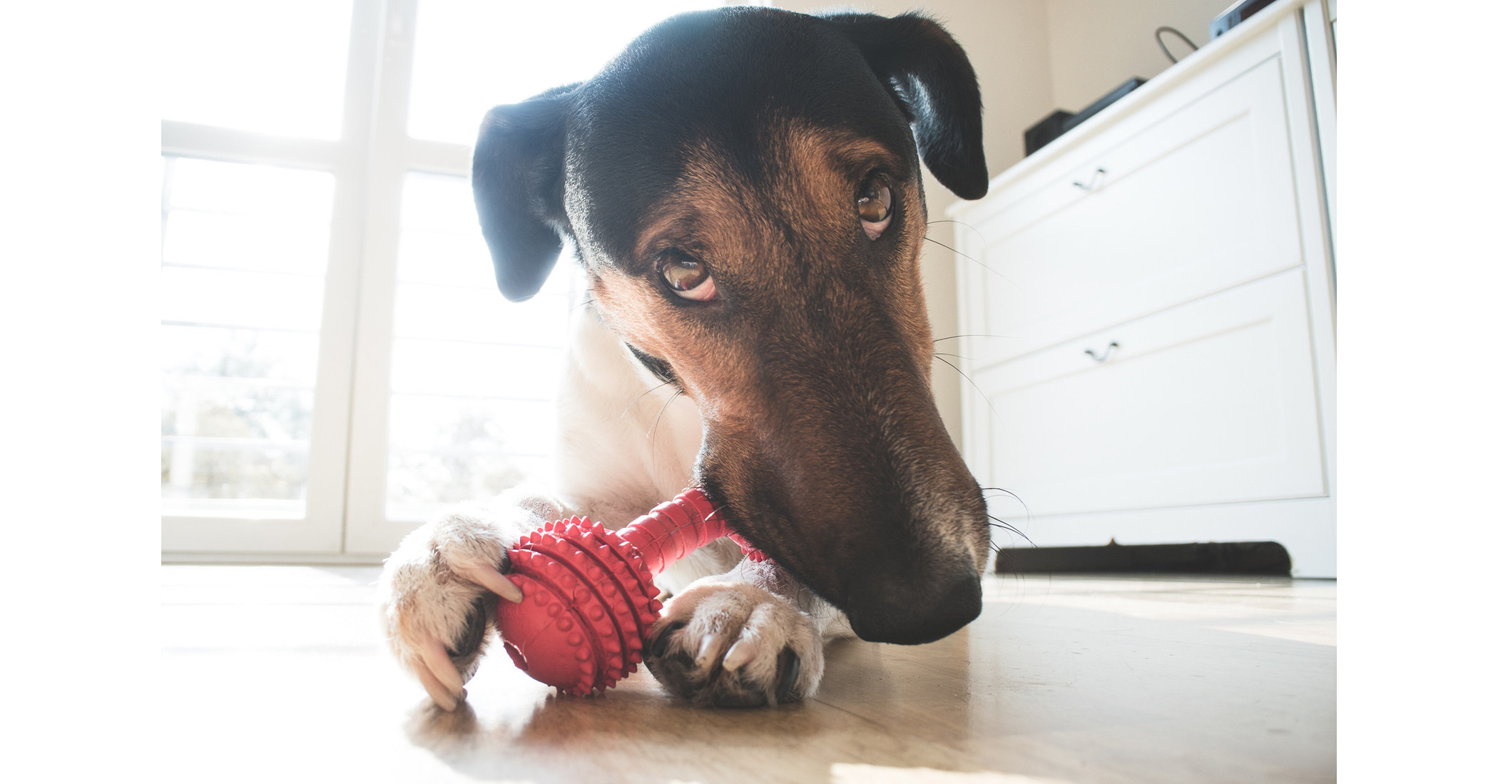 4 Tips to Train Your Pet