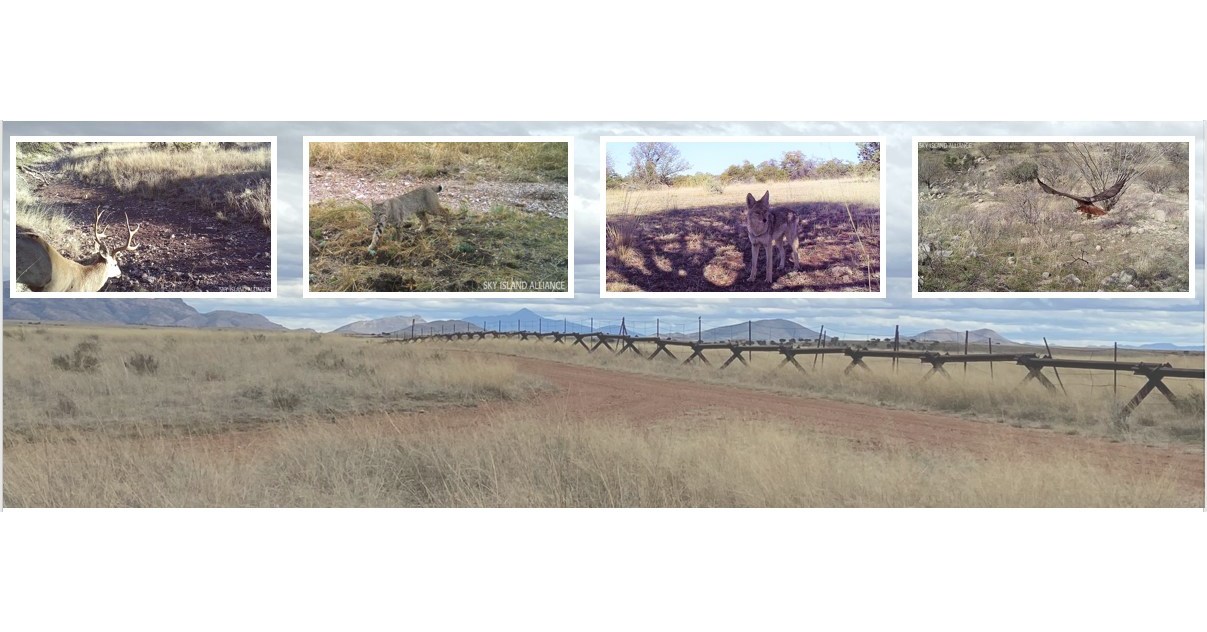 Conservation Scientists Launch Binational Effort to Document Wildlife ...