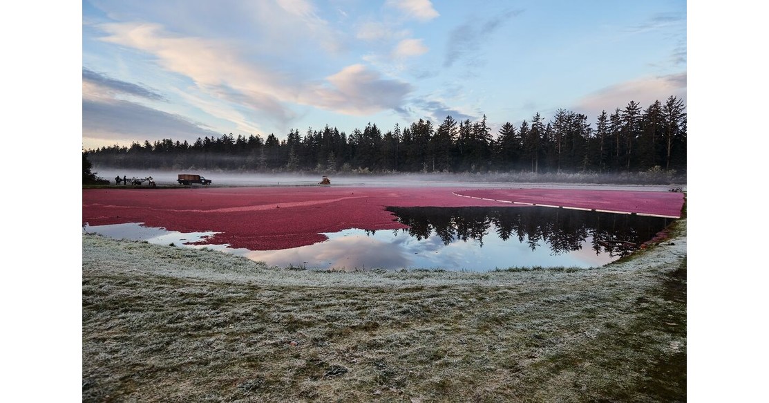 100% of Ocean Spray's Cranberries Verified as Sustainably Grown Using ...