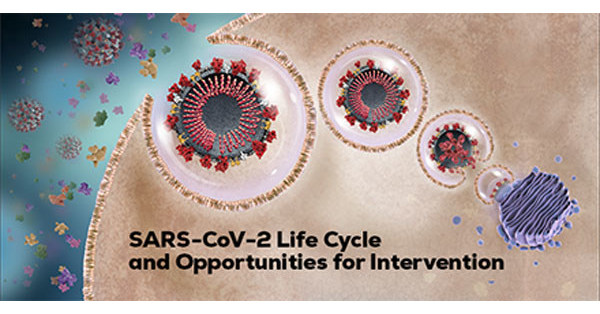 SARS-CoV-2 Replication Process Depiction Explains Drug and Vaccine ...