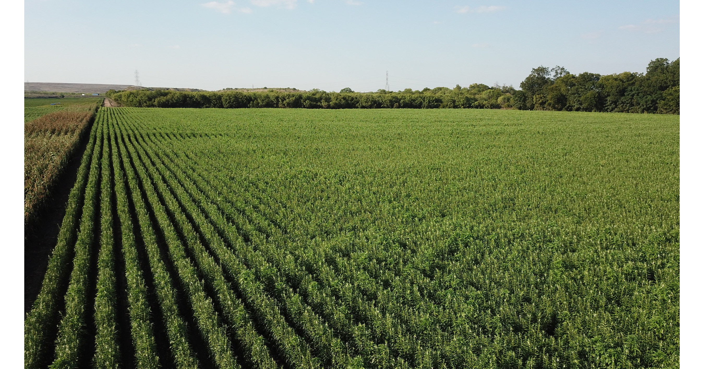 Sabra To Grow Unique Tahini-Grade Sesame Seeds In The U.S.