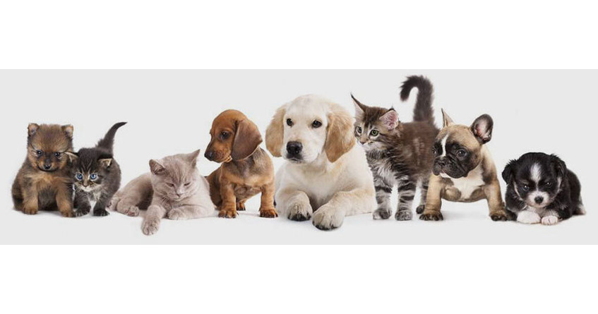 Turn In Your Used Devices to cell4pets.com and Help Shelter Animals
