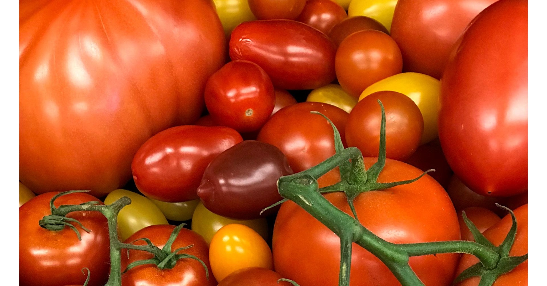 The DNA tricks that gave us 100 different kinds of tomatoes