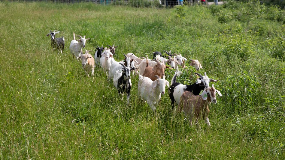ComEd Goats Bring Safety, Reliability and Fun to Customers' Energy