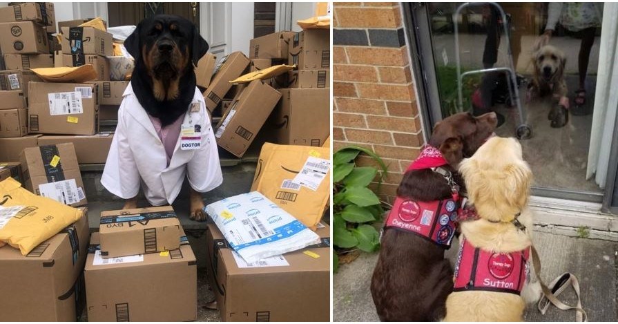 American Kennel Club Honors Canine Heroes With AKC Paw of Courage(SM ...