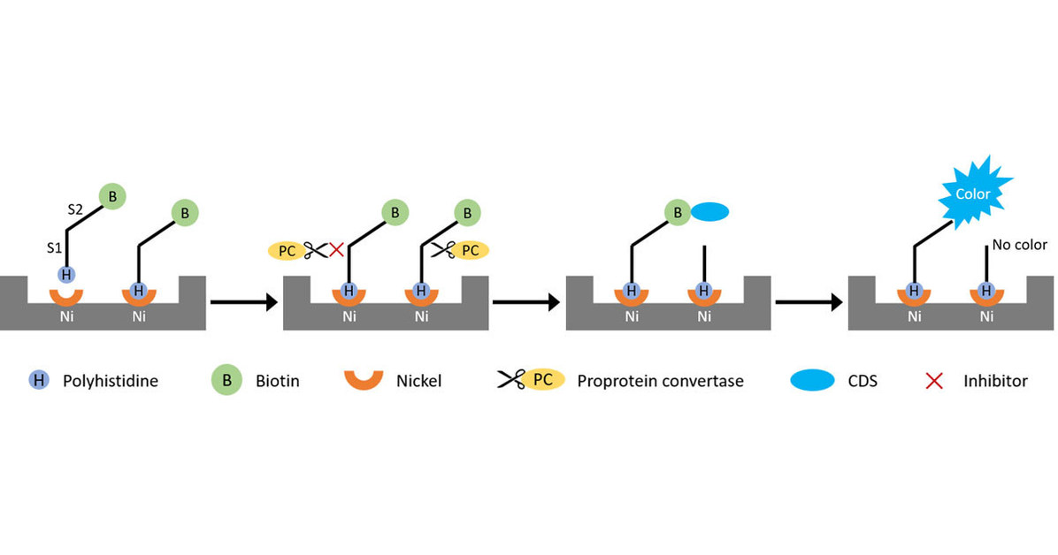 EpiGentek Releases First-to-Market Kits to Detect SARS-CoV-2-Targeted ...