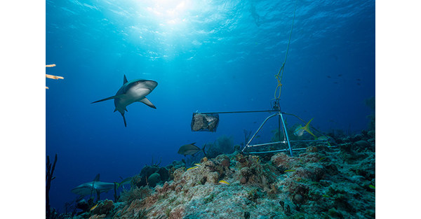 Primer estudio global de su tipo revela que los tiburones están ...