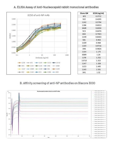 Exonbio launches high affinity SARS-CoV-2 rabbit monoclonal antibodies ...