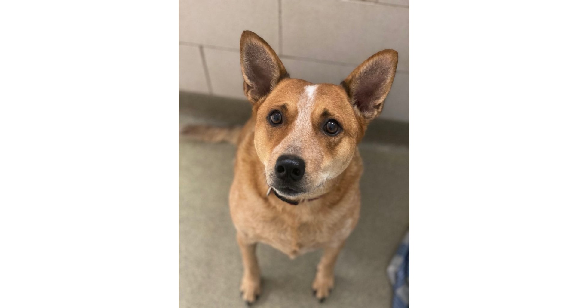 17 Nashville Songwriters and Artists Release 'Rock and Roll Over' A ...