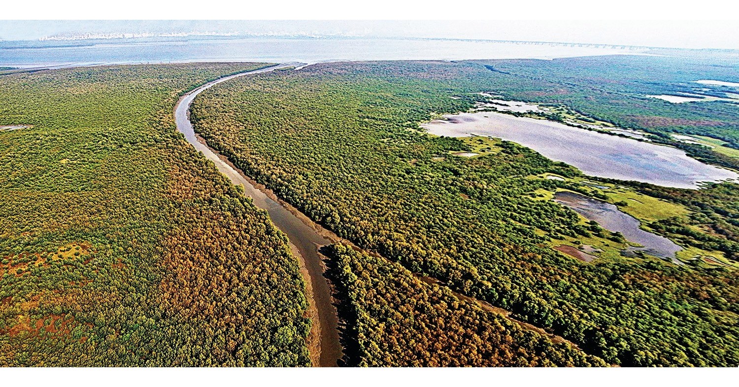 Magical Mangroves: A nationwide campaign for mangrove awareness ...