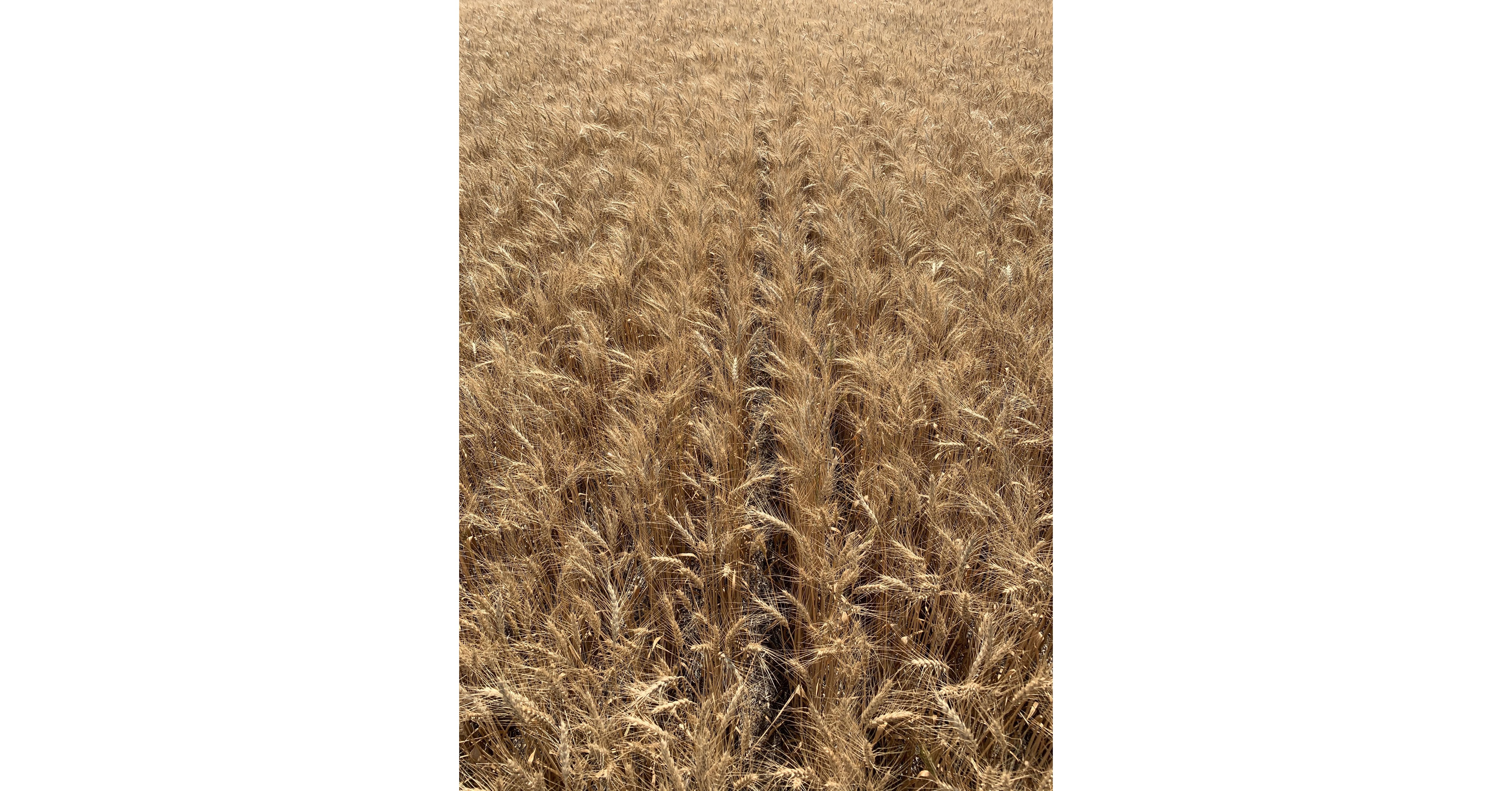 WestBred® Launches New Winter Wheat Lines