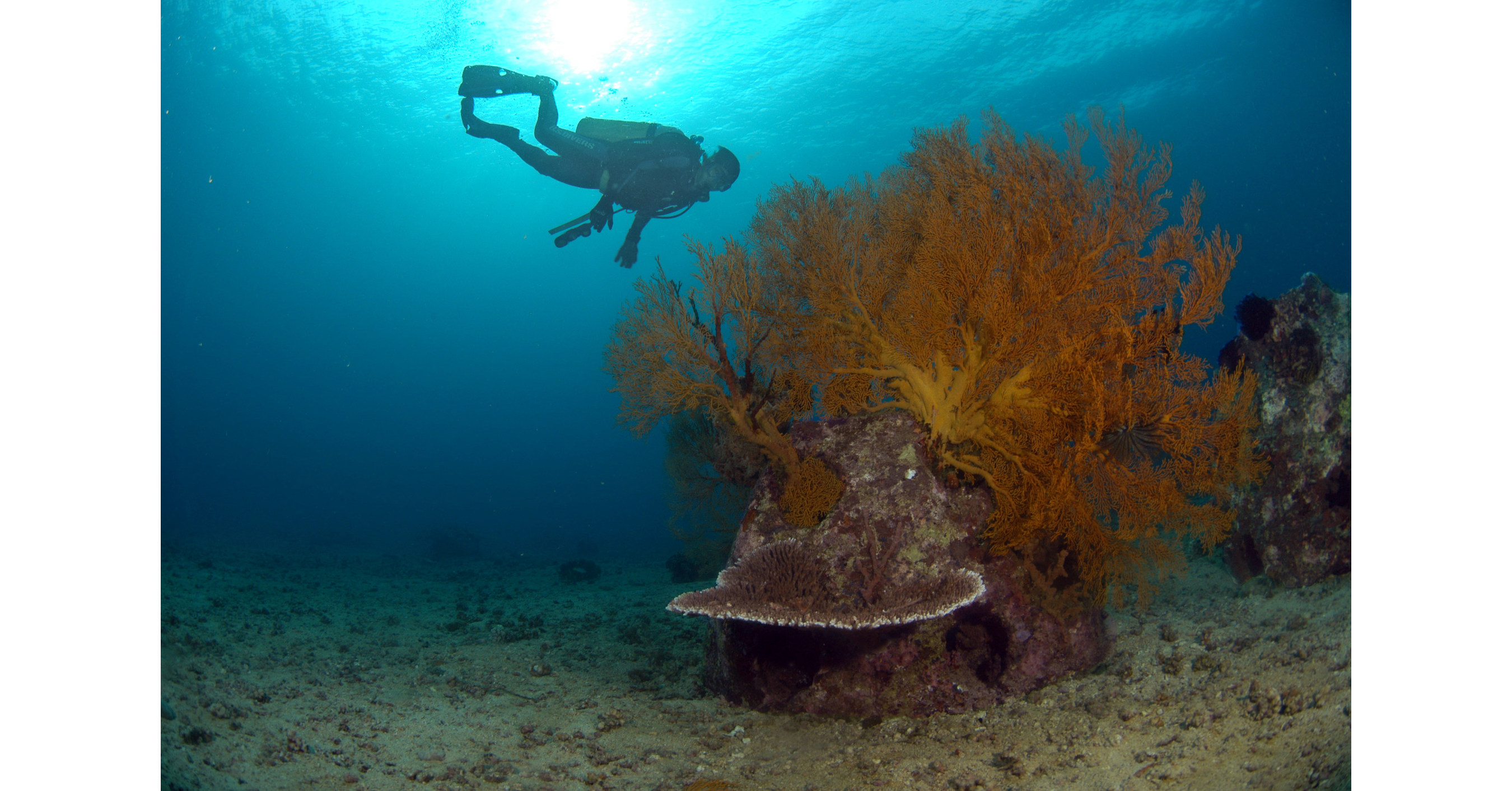 Remote Memorial Services in New Jersey with Memorial Reefs International