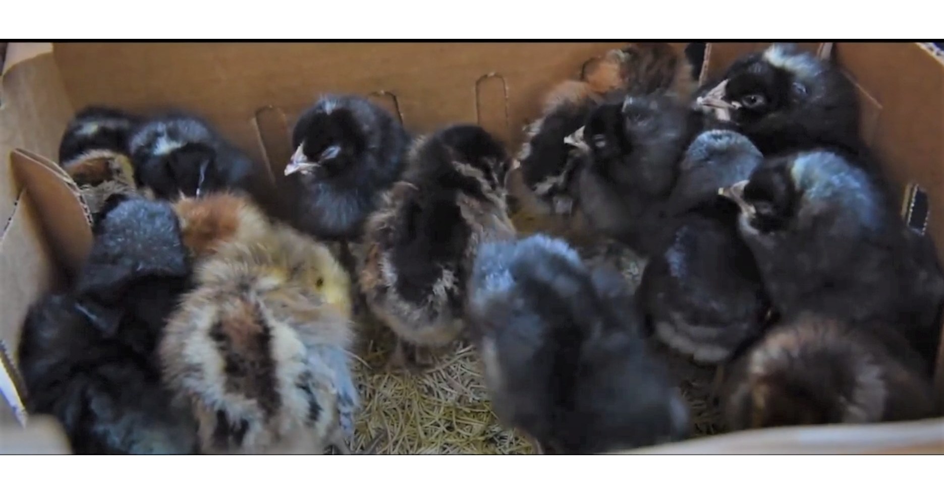 As U.S. Postal Service Gets Torn Apart, Demand Intensifies To End ...