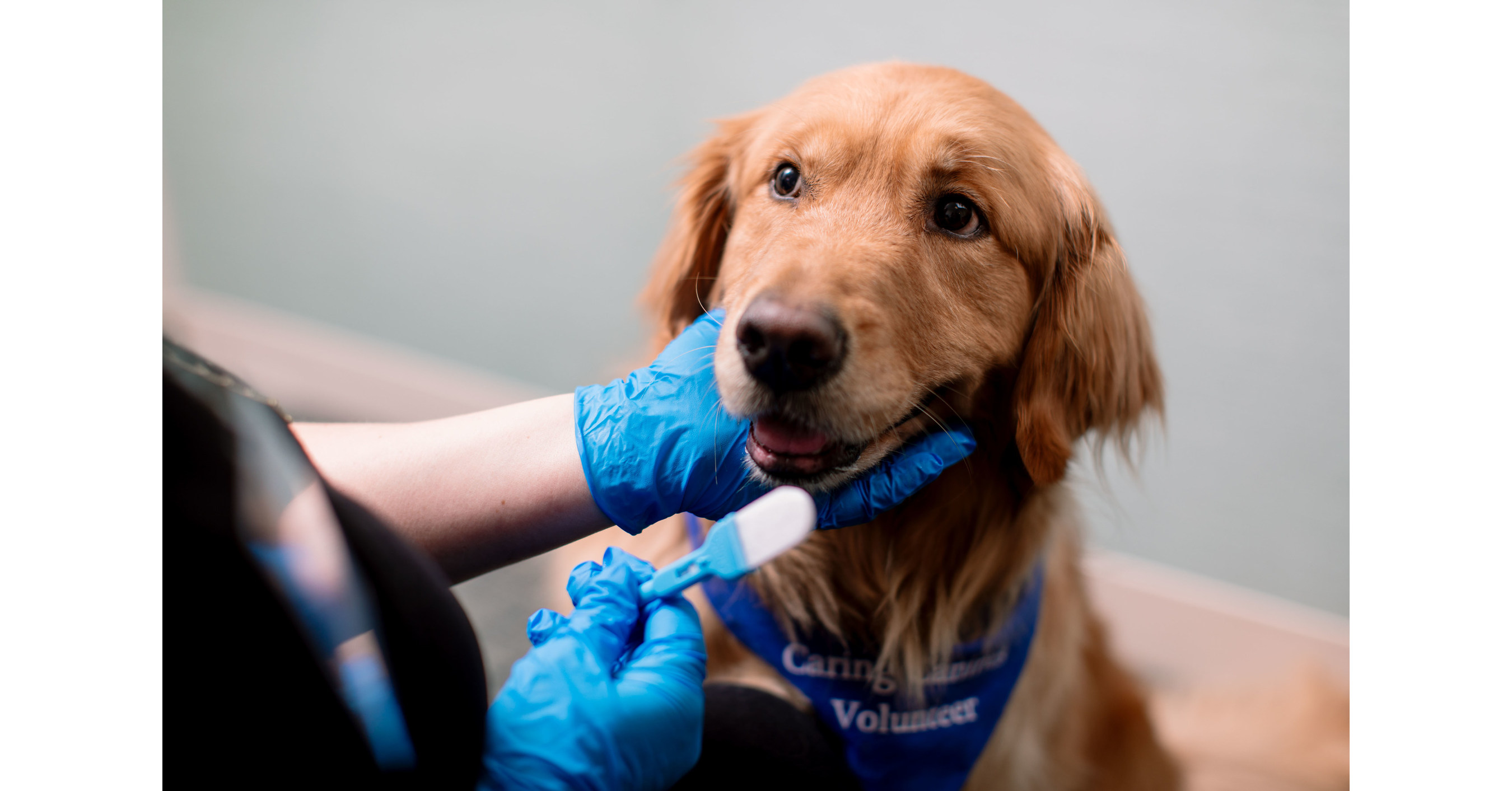 Therapy Dogs Offer New Fibromyalgia Management Option