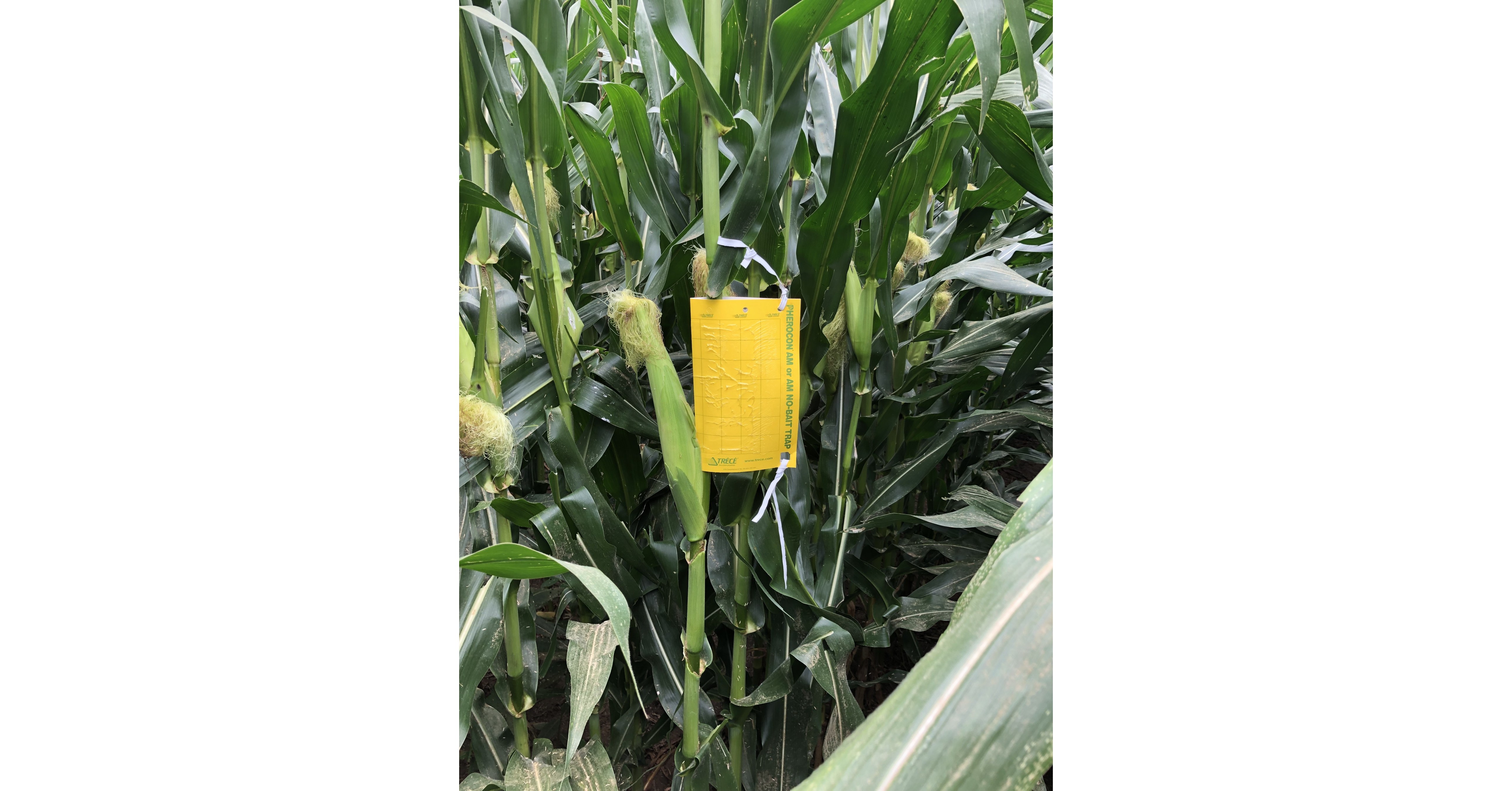 Corn rootworm monitoring program guides growers in making informed ...