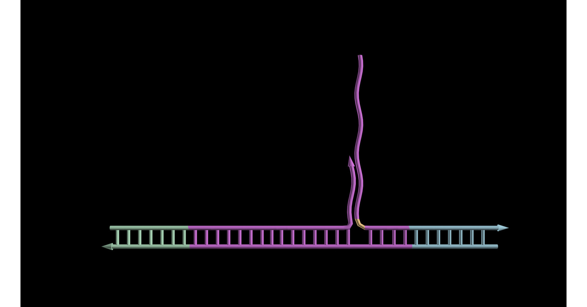 Harvard Wyss Institute launches Torus Biosystems to pioneer its ...